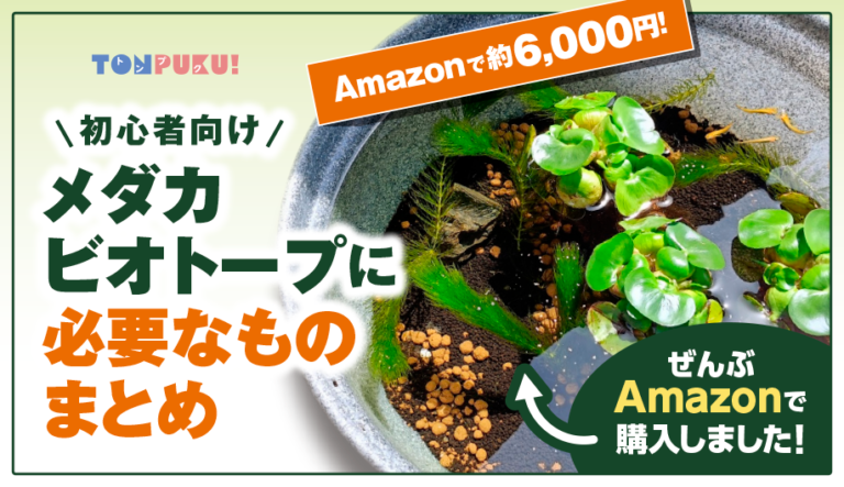 Amazonで約6,000円！初心者向けメダカビオトープに必要なものまとめ【実体験あり】 | トンプク