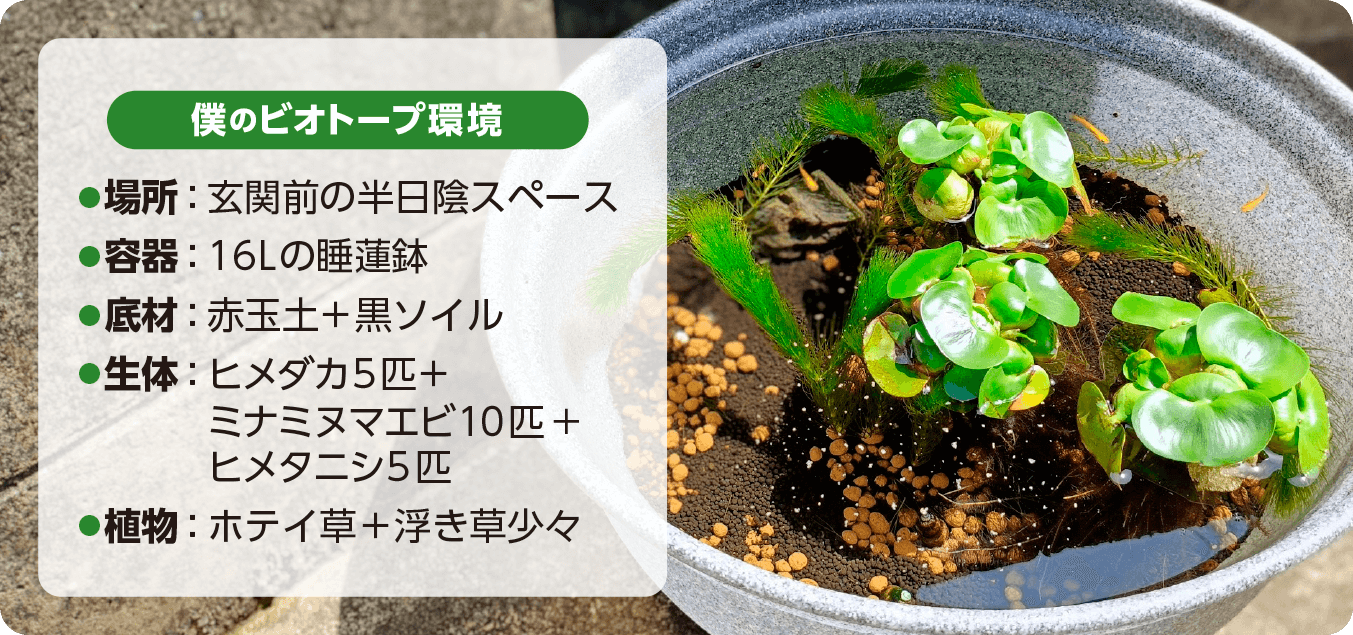 Amazonで約6,000円！初心者向けメダカビオトープに必要なものまとめ【実体験あり】 | トンプク